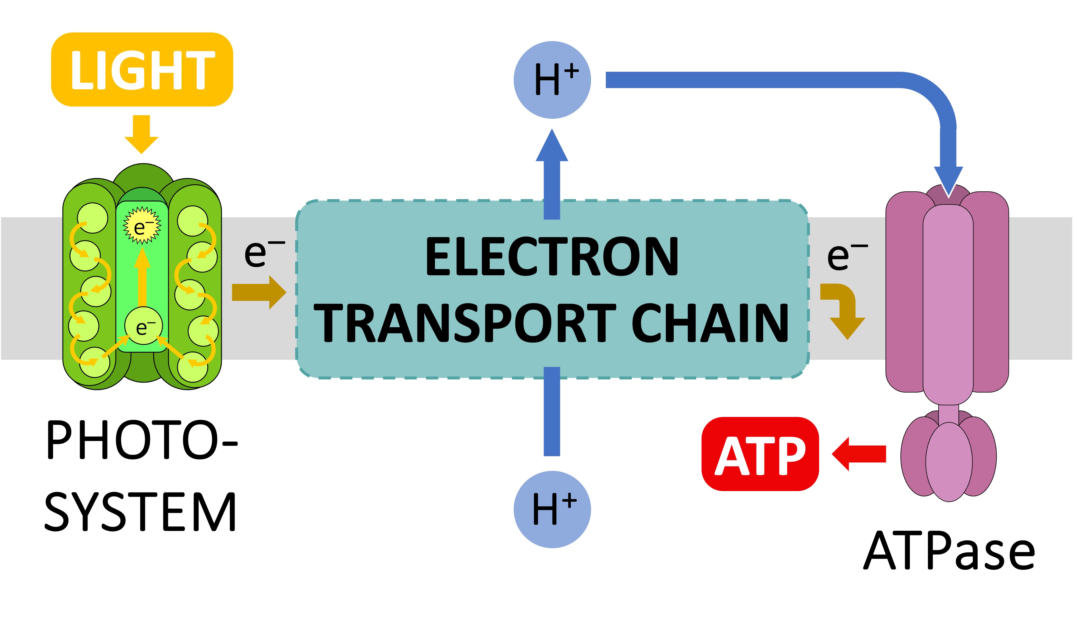 Photoreactions